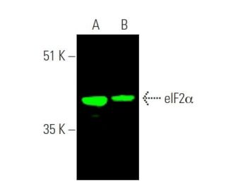 Anti-eIF2α Antibody (D-3) | SCBT - Santa Cruz Biotechnology