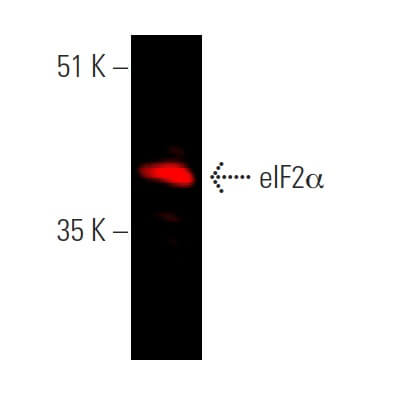 Anti-eIF2α Antibody (D-3) | SCBT - Santa Cruz Biotechnology