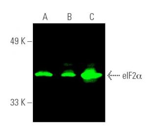 eIF2α Antibody (D-3) - Western Blotting - Image 389719