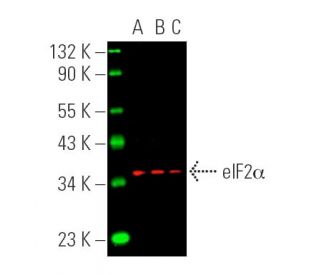Anti-eIF2α Antibody (D-3) | SCBT - Santa Cruz Biotechnology