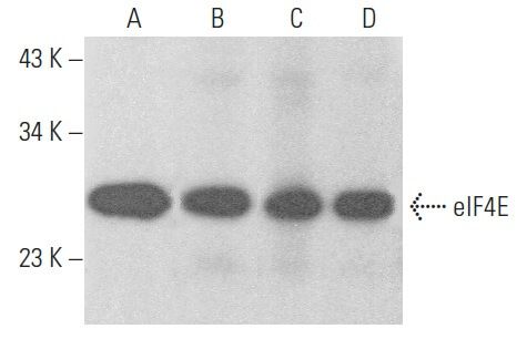 eIF4E Antibody (A-10) | SCBT - Santa Cruz Biotechnology