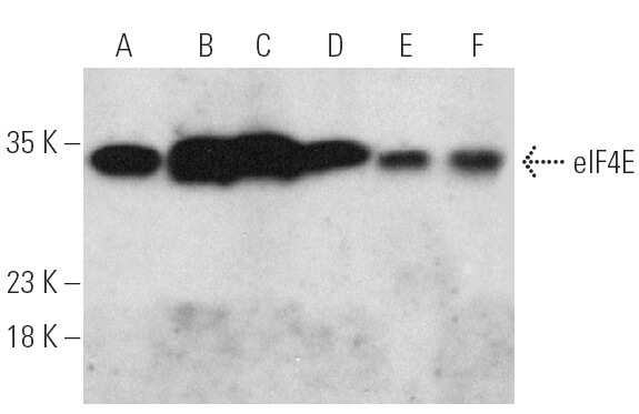 Anti-eIF4E Antibody (A-10) | SCBT - Santa Cruz Biotechnology