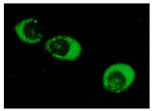Anti-eIF4E Antibody (P-2) | SCBT - Santa Cruz Biotechnology