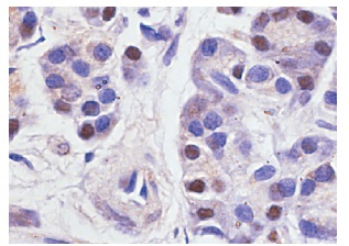 Anti-eIF4E Antibody (P-2) | SCBT - Santa Cruz Biotechnology