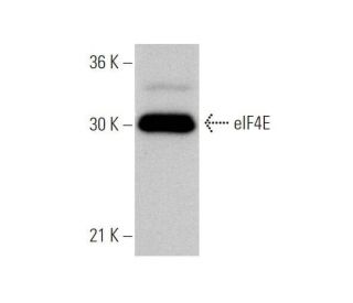 eIF4E Antibody (P-2) - Western Blotting - Image 353055