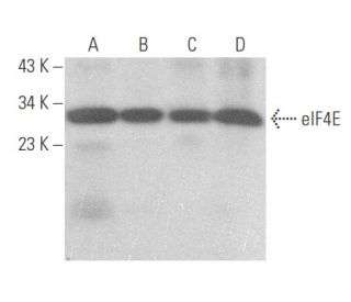 Anti-eIF4E Antibody (P-2) | SCBT - Santa Cruz Biotechnology