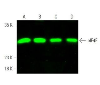 Anti-eIF4E Antibody (P-2) | SCBT - Santa Cruz Biotechnology