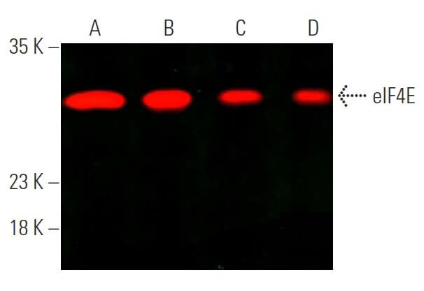 Anti-eIF4E Antibody (P-2) | SCBT - Santa Cruz Biotechnology