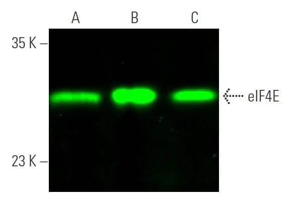 Anti-eIF4E Antibody (P-2) | SCBT - Santa Cruz Biotechnology