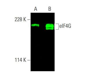 eIF4G Antibody (A-10) - Western Blotting - Image 378876