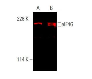eIF4G Antibody (A-10) - Western Blotting - Image 378877