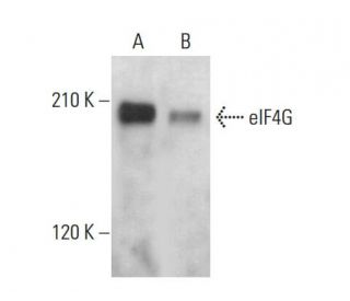 eIF4G Antibody (A-10) - Western Blotting - Image 380675