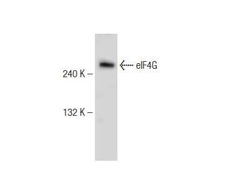 Anti-eIF4G Antibody (H-2) | SCBT - Santa Cruz Biotechnology
