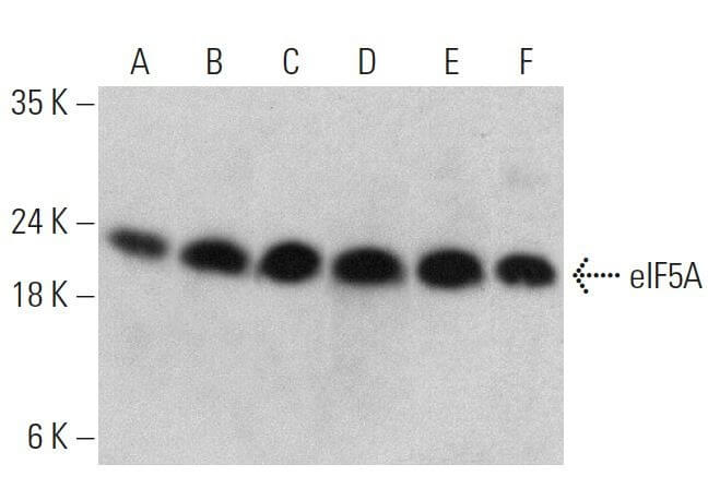 Anti-eIF5A Antibody (H-8) | SCBT - Santa Cruz Biotechnology
