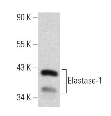 Elastase-1 Antibody (4H5) | SCBT - Santa Cruz Biotechnology