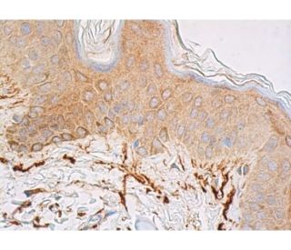 elastin Antibody (E-11) - Immunohistochemistry - Image 387748