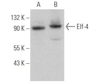 Anti-Elf-4 Antibody (F-11) | SCBT - Santa Cruz Biotechnology