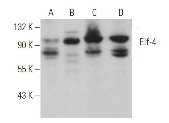 Elf-4 Antibody (F-11) | SCBT - Santa Cruz Biotechnology