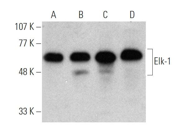 Elk-1 Antibody (E-5) | SCBT - Santa Cruz Biotechnology