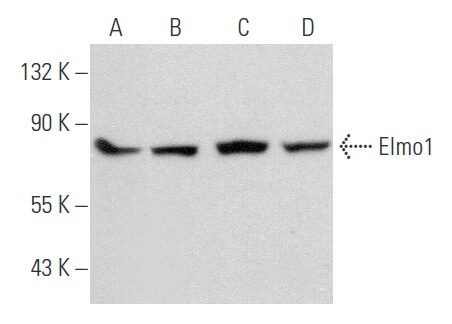 Anti-Elmo1 Antibody (C-3) | SCBT - Santa Cruz Biotechnology