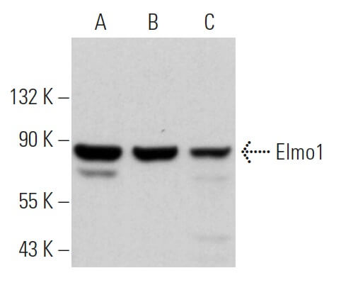 Anti-Elmo1 Antibody (C-3) | SCBT - Santa Cruz Biotechnology