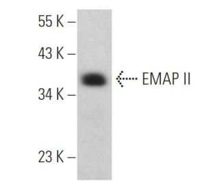 Anti-EMAP II Antibody (E-5) | SCBT - Santa Cruz Biotechnology