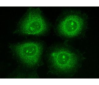 EMBP Antibody (F-6) - Immunofluorescence - Image 145497