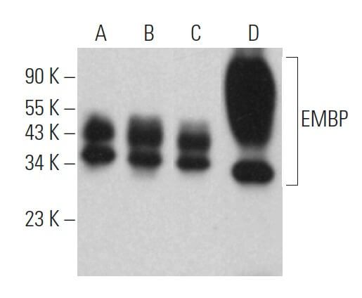 EMBP抗体 (F-6) | SCBT - Santa Cruz Biotechnology