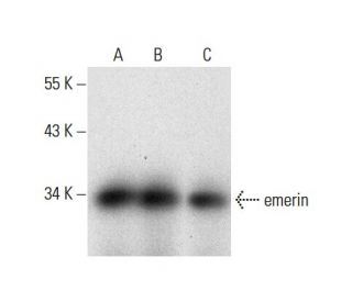 Anti-emerin Antibody (G-10) | SCBT - Santa Cruz Biotechnology
