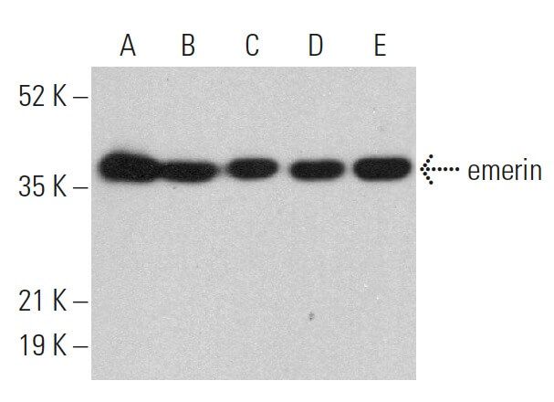emerin Antibody (H-12) | SCBT - Santa Cruz Biotechnology