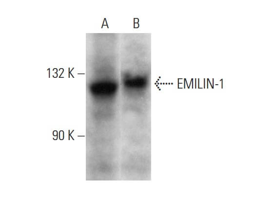 Anti-EMILIN-1 Antibody (C-6) | SCBT - Santa Cruz Biotechnology