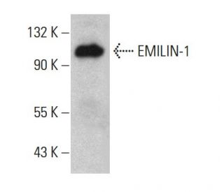 Anti-EMILIN-1 Antibody (C-6) | SCBT - Santa Cruz Biotechnology