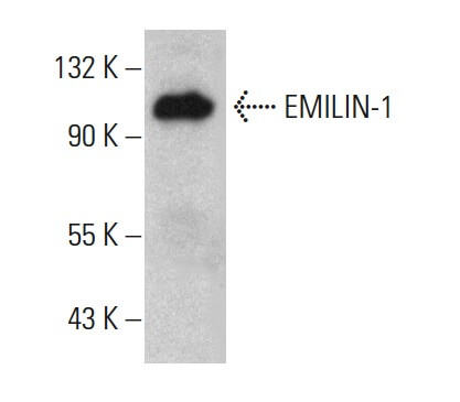 Anti-EMILIN-1 Antibody (C-6) | SCBT - Santa Cruz Biotechnology