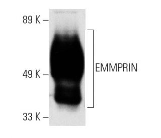 EMMPRIN Antibody (A-12) - Western Blotting - Image 3875