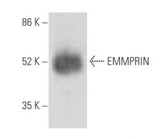 EMMPRIN Antibody (A-12) - Western Blotting - Image 355587
