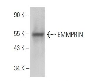 EMMPRIN Antibody (A-12) - Western Blotting - Image 361004