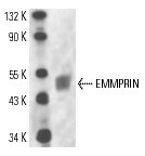 EMMPRIN/CD147 Antibody (OX114) | SCBT - Santa Cruz Biotechnology