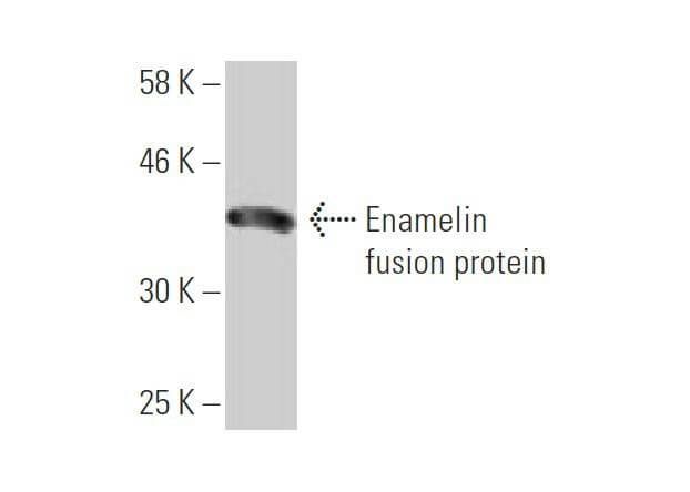 Enamelin Antibody (2C12) | SCBT - Santa Cruz Biotechnology