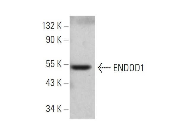 ENDOD1 Antibody (G-1) | SCBT - Santa Cruz Biotechnology