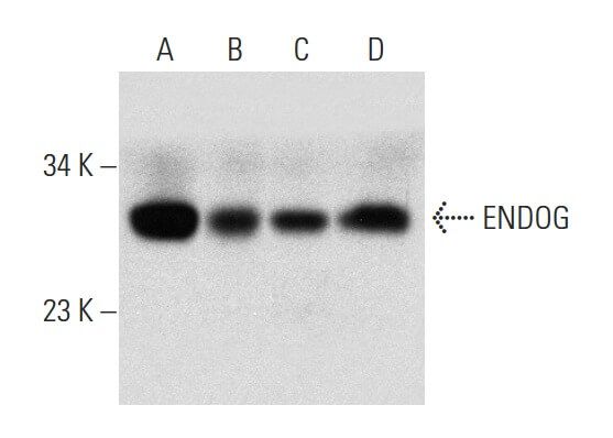 ENDOG Antibody (B-2) | SCBT - Santa Cruz Biotechnology