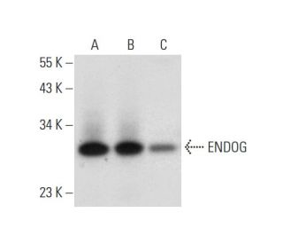 Anti-ENDOG Antibody (B-2) | SCBT - Santa Cruz Biotechnology