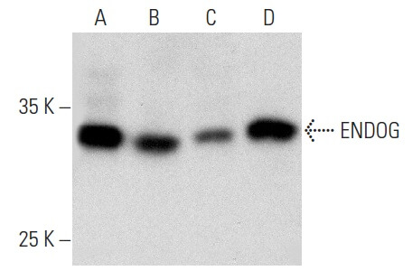 Anti-ENDOG Antibody (B-2) | SCBT - Santa Cruz Biotechnology