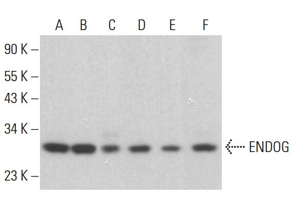 Anti-ENDOG Antibody (B-2) | SCBT - Santa Cruz Biotechnology