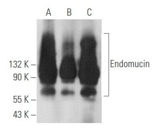 Endomucin Antibody (V.1A7) - Western Blotting - Image 357421