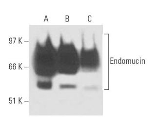Endomucin Antibody (V.5C7) | SCBT - Santa Cruz Biotechnology