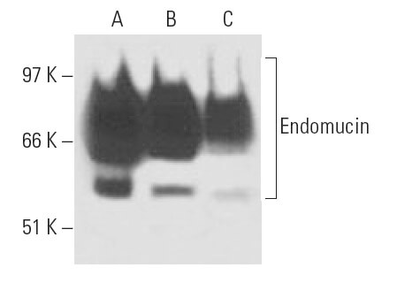 Endomucin Antibody (V.5C7) | SCBT - Santa Cruz Biotechnology