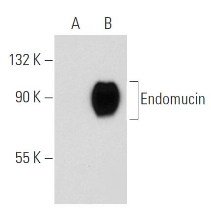 Endomucin Antibody (V.5C7) | SCBT - Santa Cruz Biotechnology