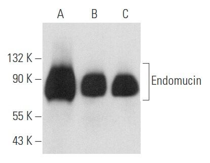 Endomucin Antibody (V.5C7) | SCBT - Santa Cruz Biotechnology