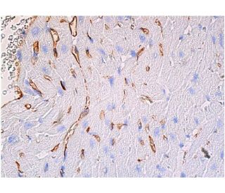Endomucin Antibody (V.7C7) - Immunohistochemistry - Image 361441
