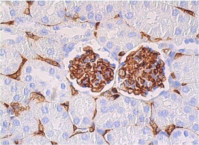 Endomucin Antibody (V.7C7) | SCBT - Santa Cruz Biotechnology